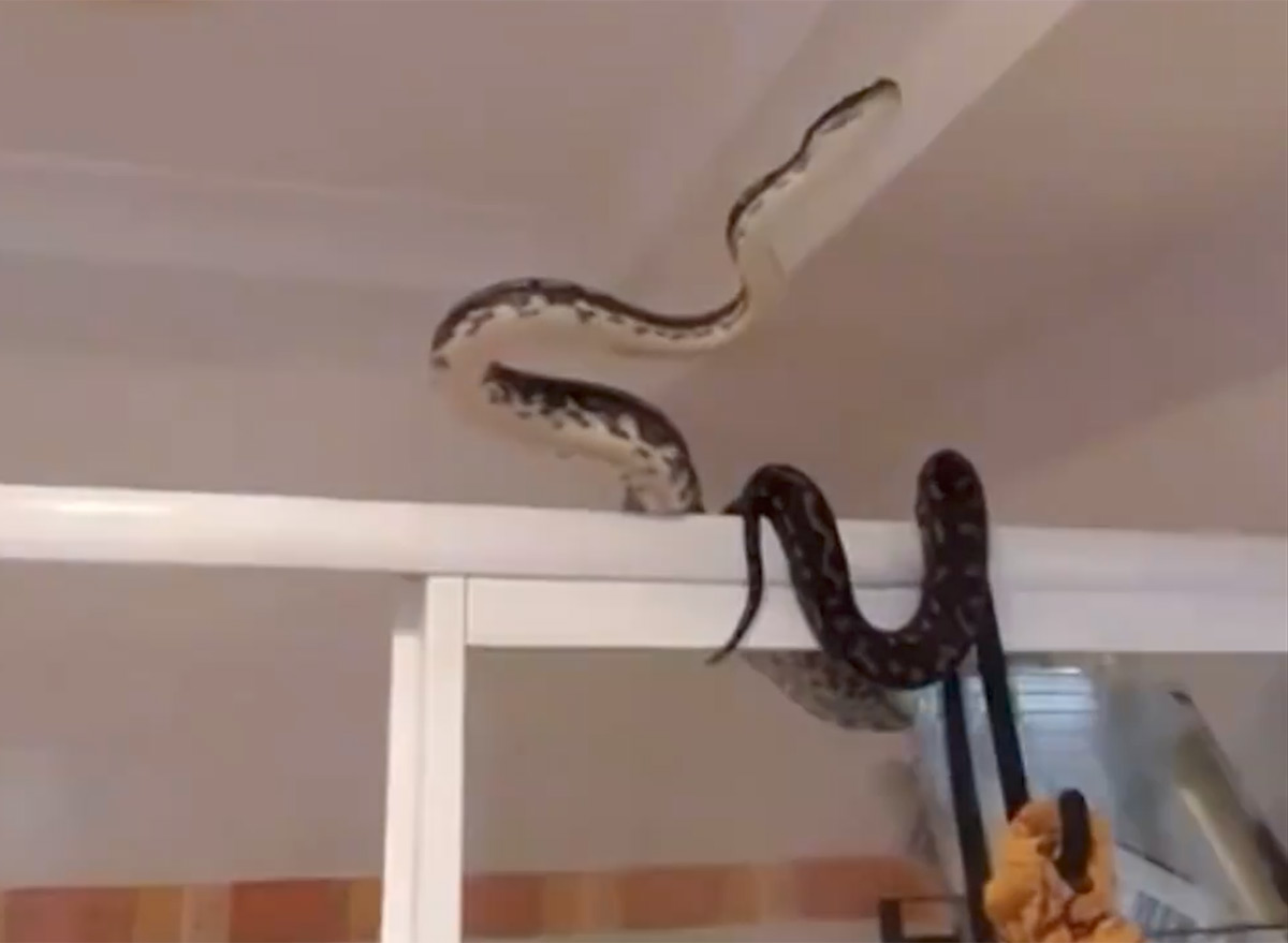 Terrified Resident Finds 22lb Python While Sitting on the Toilet