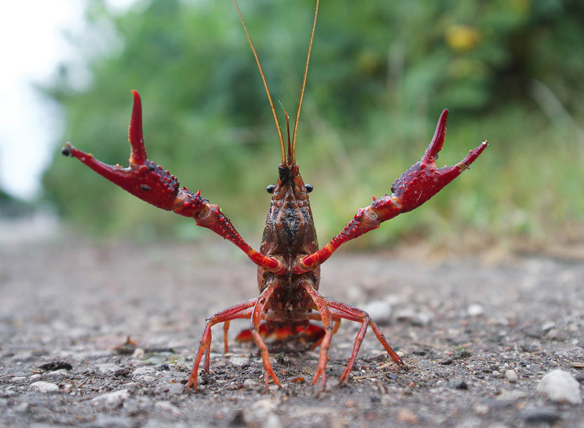 11 Invasive Species That Threaten Native American Wildlife