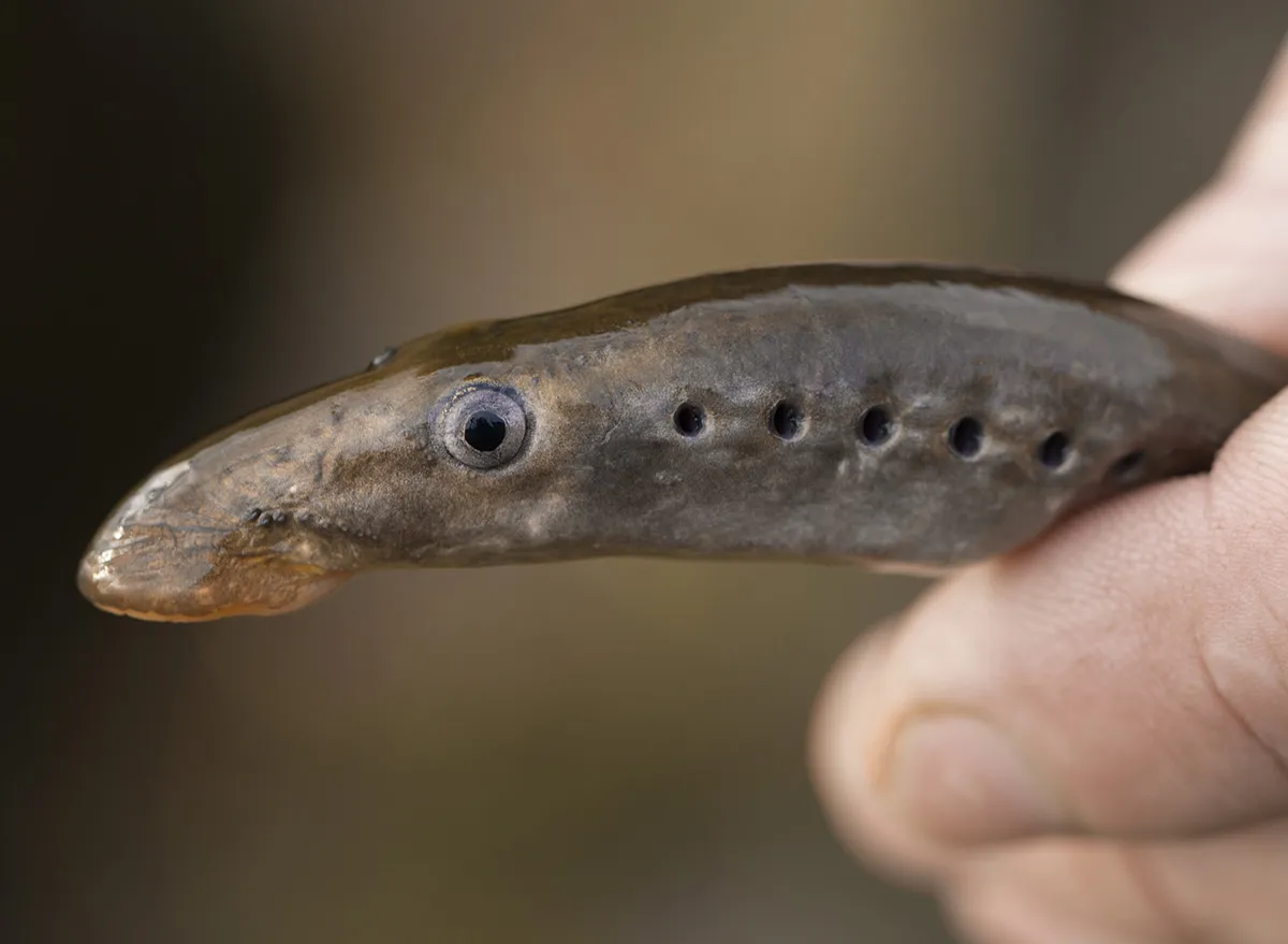 11 Invasive Species That Threaten Native American Wildlife