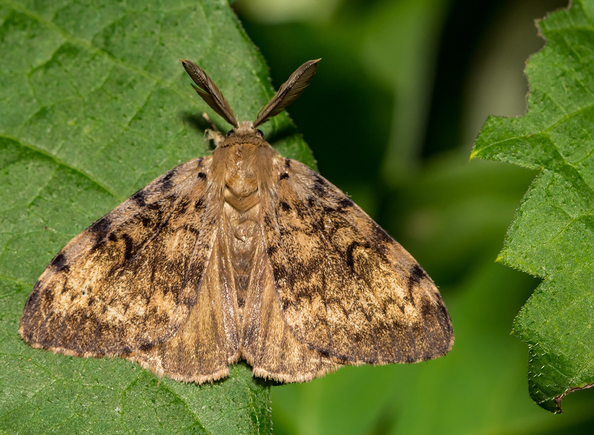 11 Invasive Species That Threaten Native American Wildlife