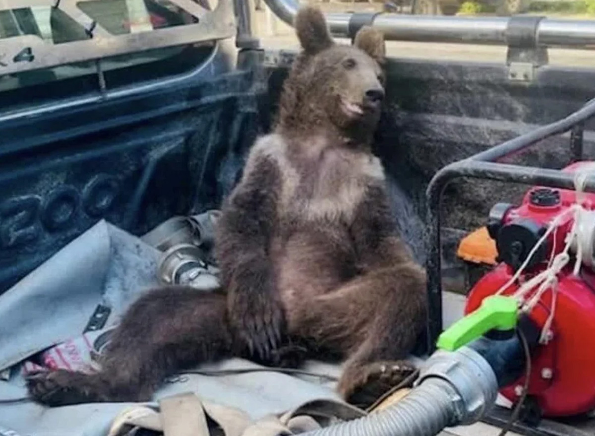 7 Most Hilarious Bear Encounters That Went Wild