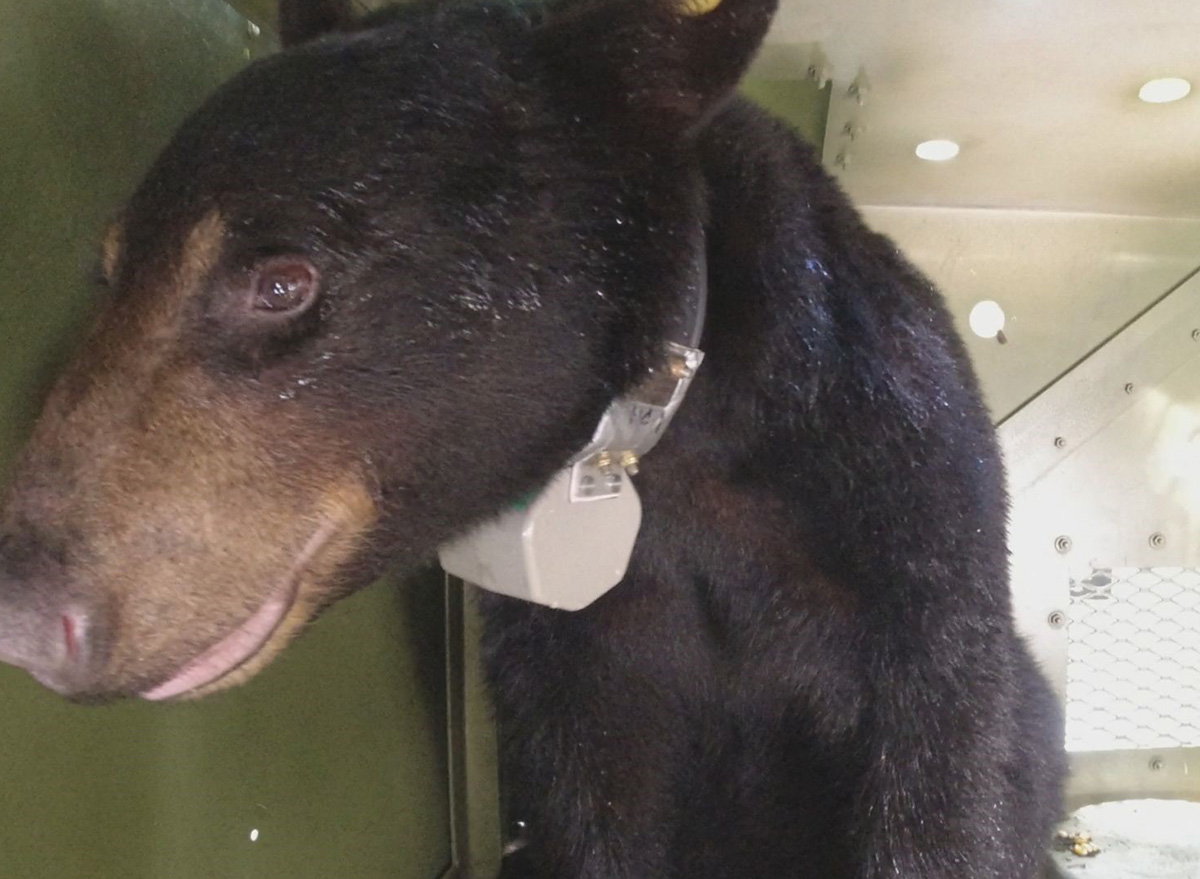 7 Most Hilarious Bear Encounters That Went Wild