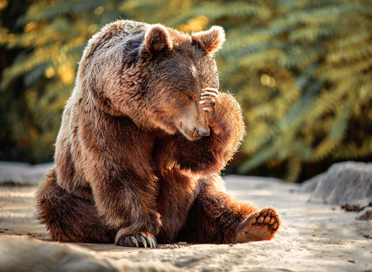 7 Most Hilarious Bear Encounters That Went Wild