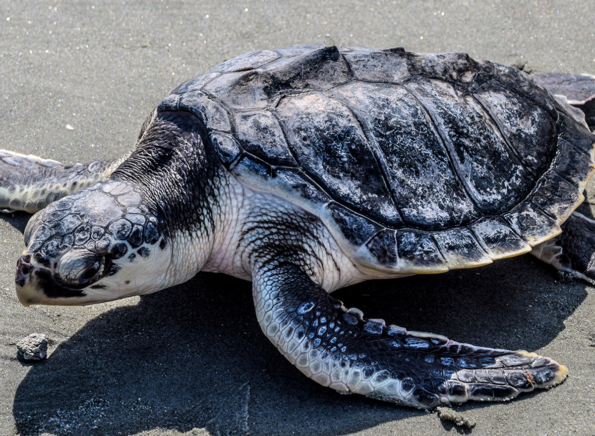 5 Species Thought to Be Extinct in the US Are Staging Comebacks