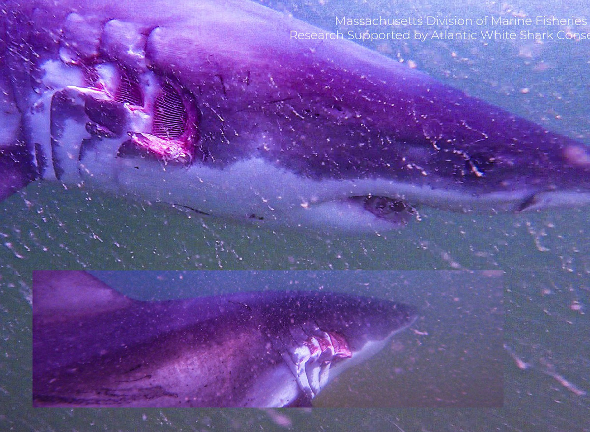 Great White Shark Stuns Scientists, Ability to Heal Horrific Wounds
