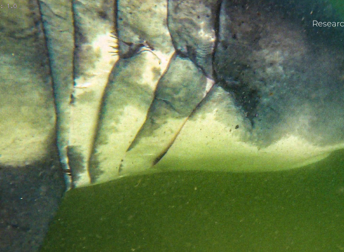 Great White Shark Stuns Scientists, Ability to Heal Horrific Wounds