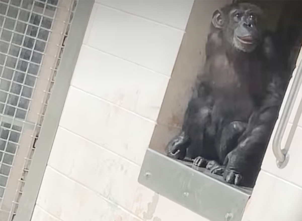 Chimpanzee Bursts with Joy at Seeing Sky for First Time