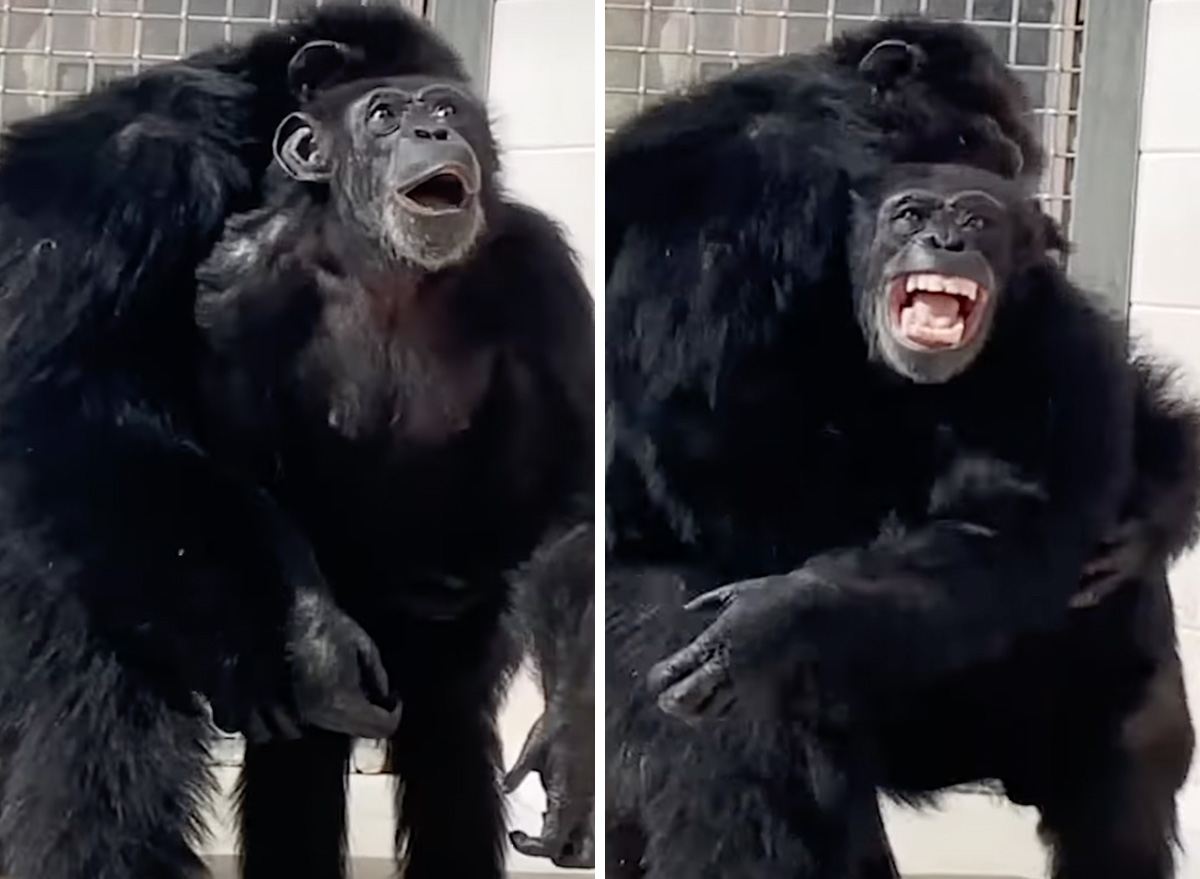 Chimpanzee Bursts with Joy at Seeing Sky for First Time
