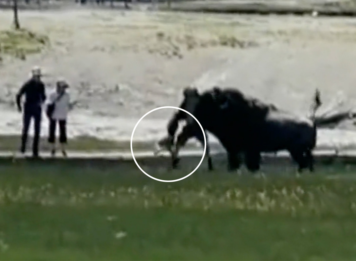 9 Clueless Tourist Accidents That Occurred in Yellowstone Park