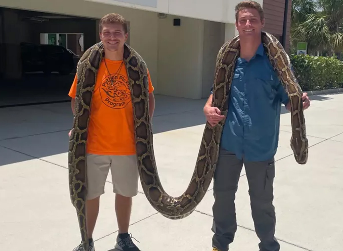 111 Invasive Baby Pythons Found in Single Nest, Setting Record