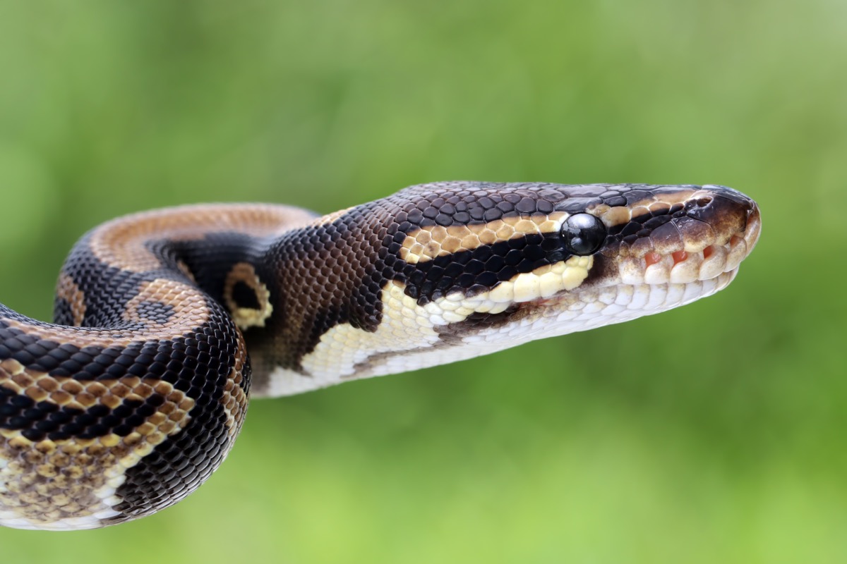 19-Foot Burmese Python is the Largest Ever Caught in Florida