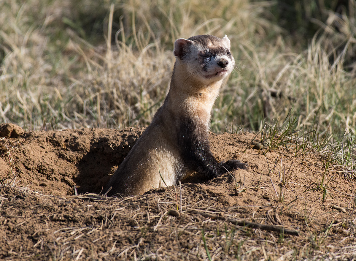 7 Rare Species Making a Comeback in the US