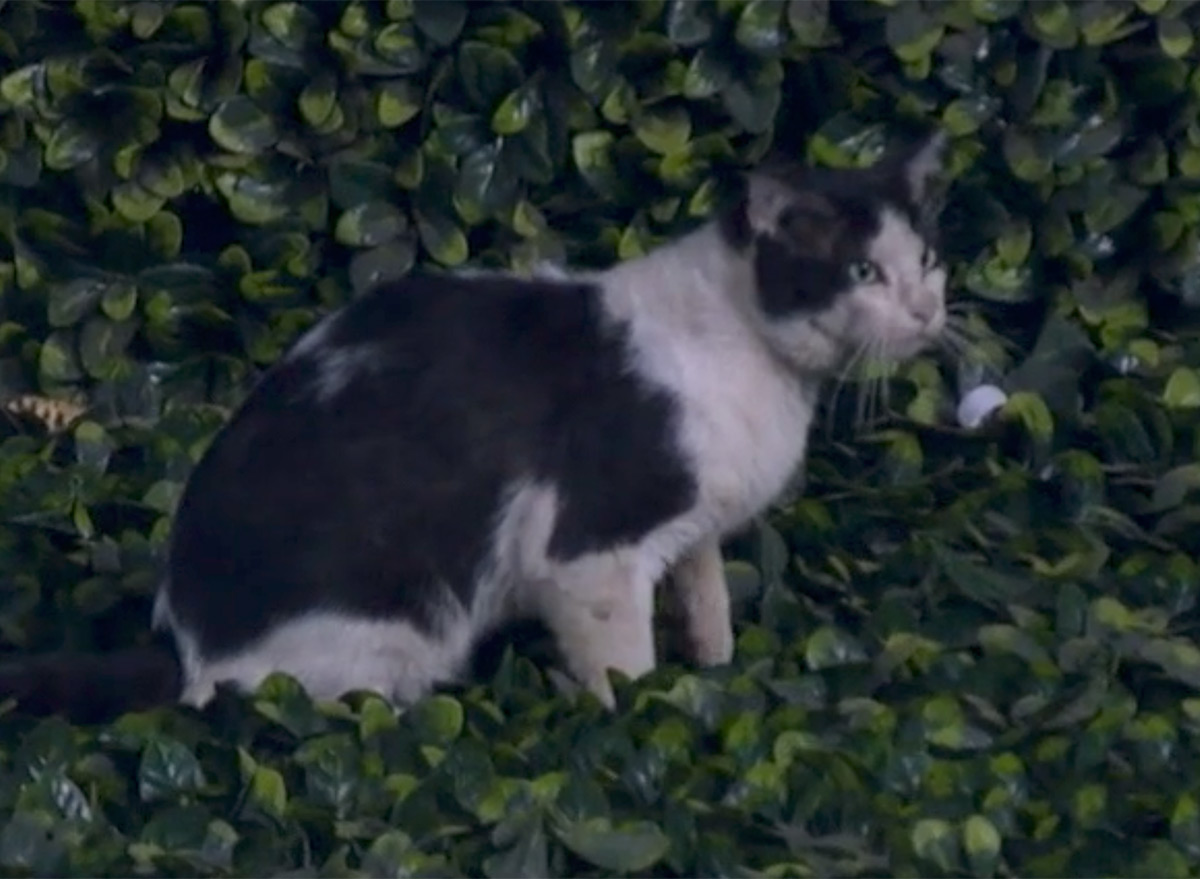 Cat Jumps Onto Field During Major League Baseball Game