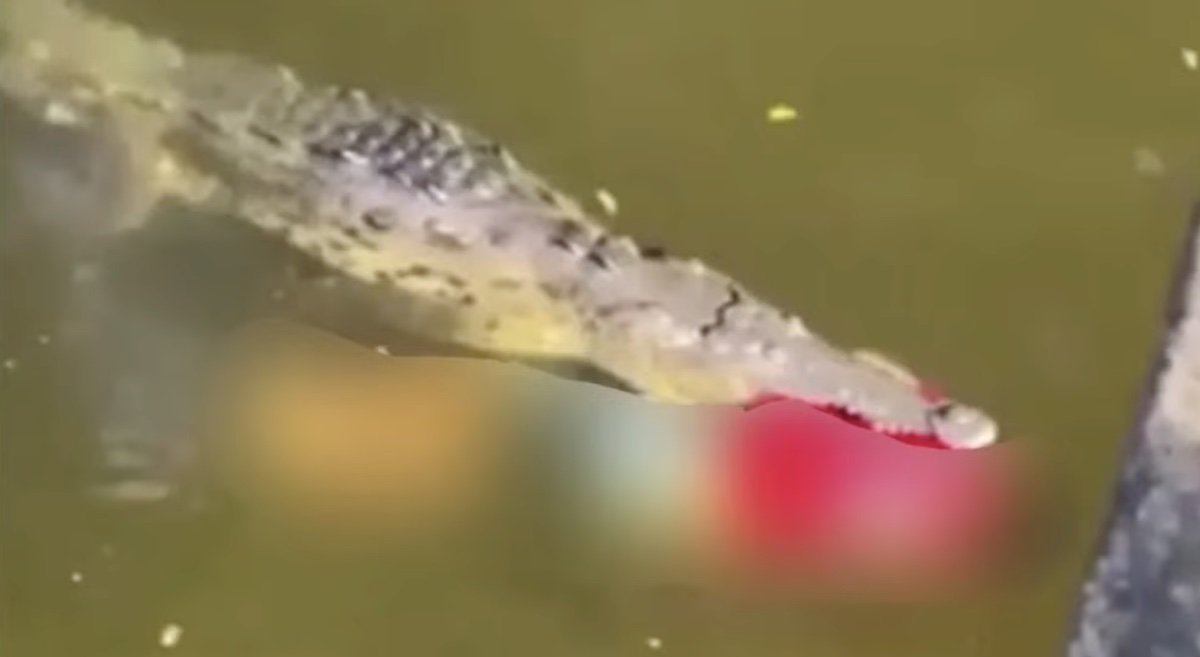 Croc Devours Soccer Player in Costa Rica