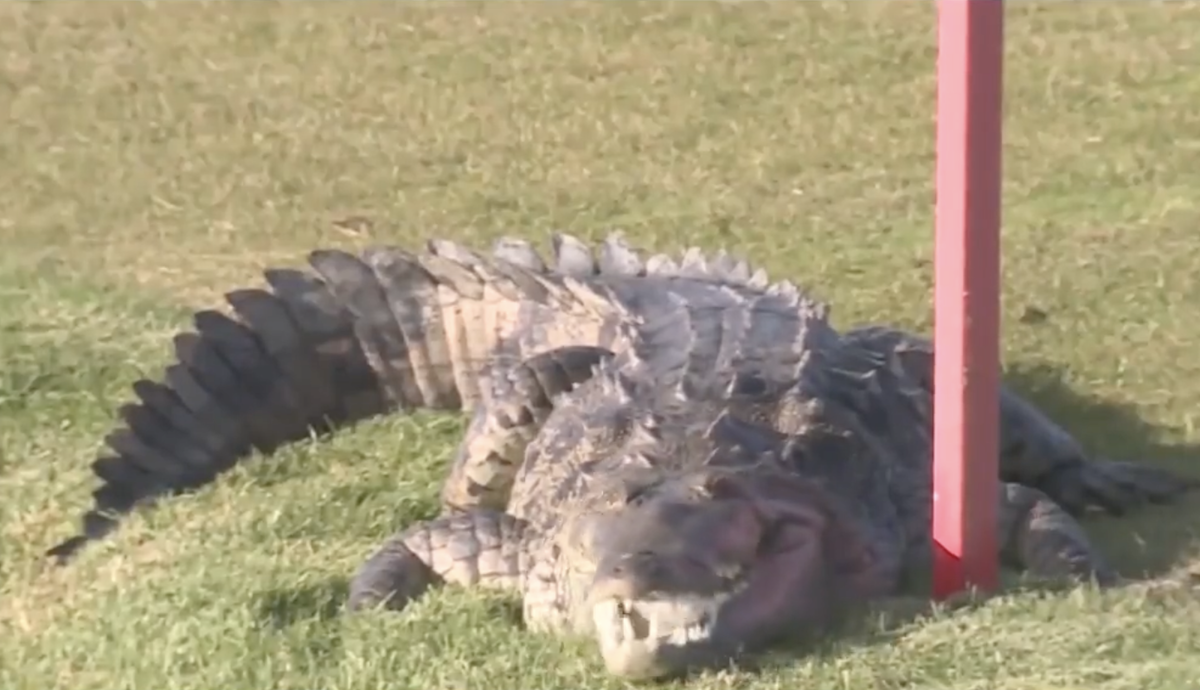 Rare American Crocodile Spotted Swimming with Dog in Its Jaws