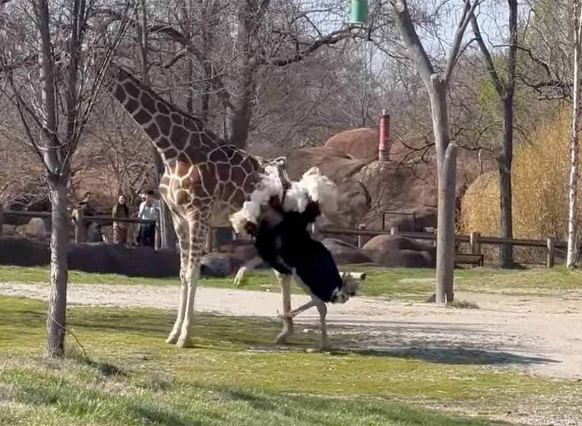 Giraffe Takes Down Ostrich in Epic Zoo Brawl