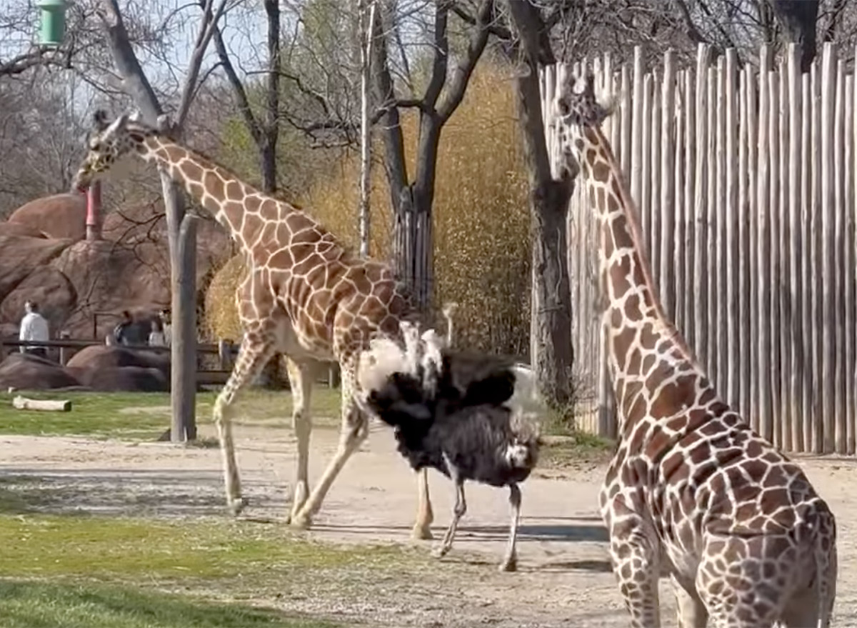 Giraffe Takes Down Ostrich in Epic Zoo Brawl