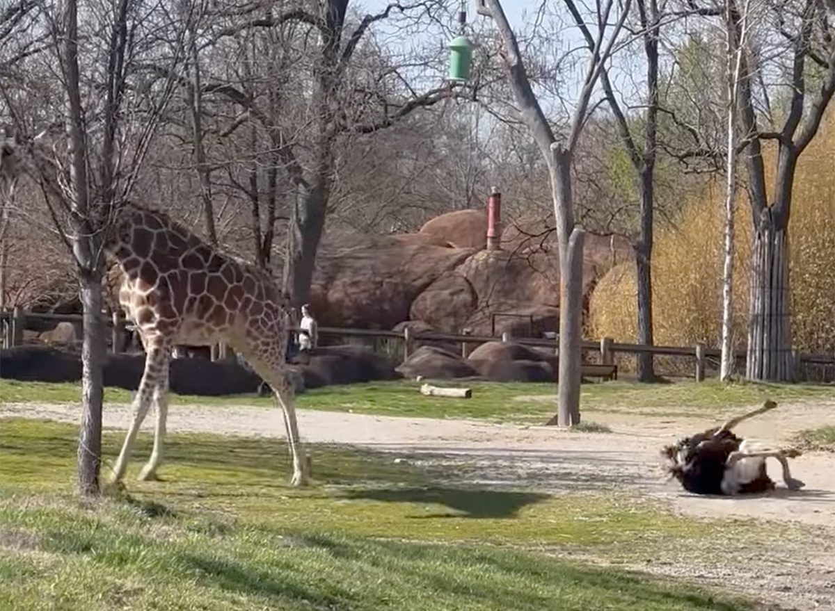 Giraffe Takes Down Ostrich in Epic Zoo Brawl