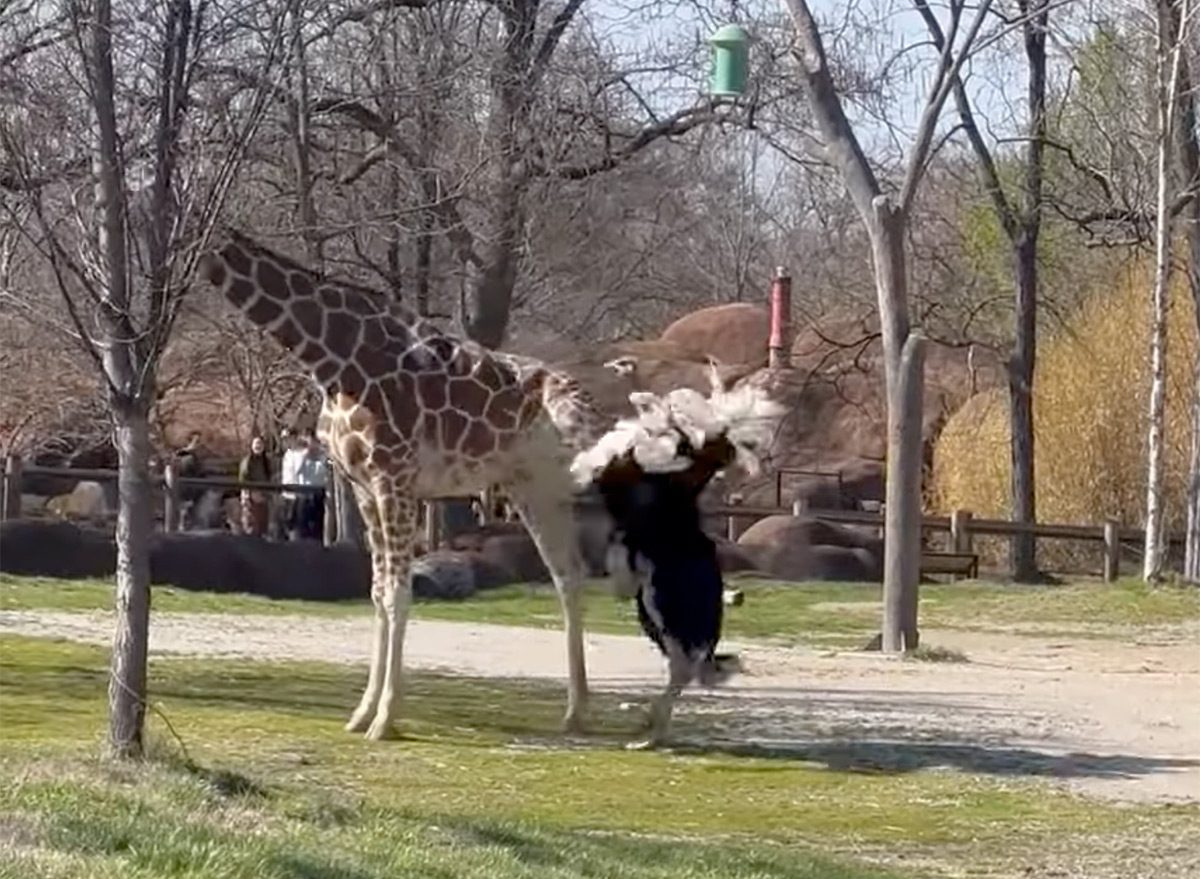 Giraffe Takes Down Ostrich in Epic Zoo Brawl