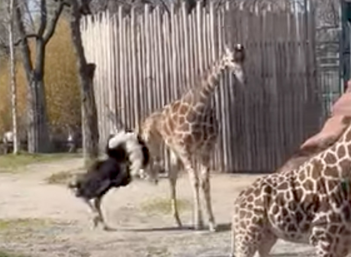 Giraffe Takes Down Ostrich in Epic Zoo Brawl