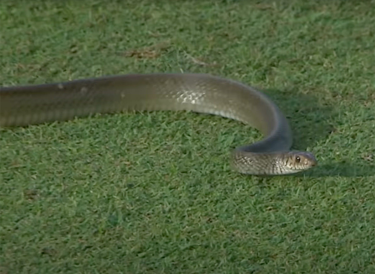 Stars Stunned as Huge Snake Interrupts Sport Event