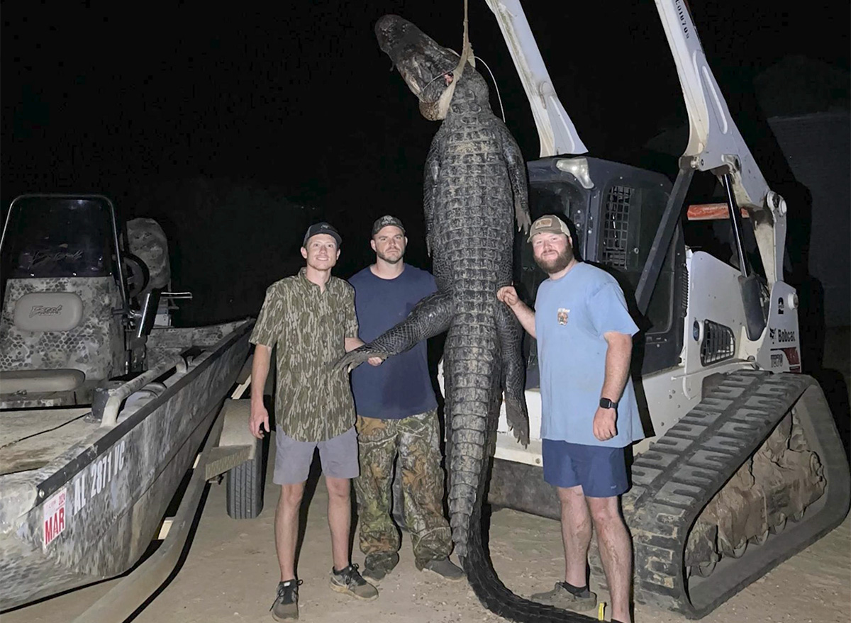 800-Pound “Monster” Alligator Caught After Battle With Hunters