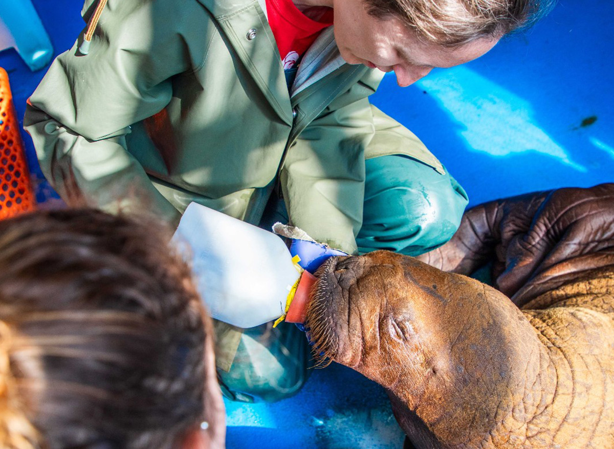 Rescued Baby Walrus Receives Cuddle Therapy in Final Days
