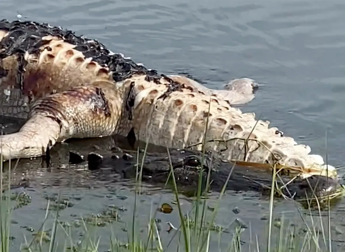 Birthday Trip Interrupted After Dead Alligator Starts Moving