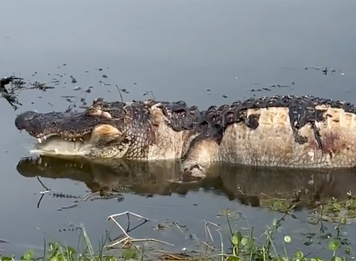 Birthday Trip Interrupted After Dead Alligator Starts Moving