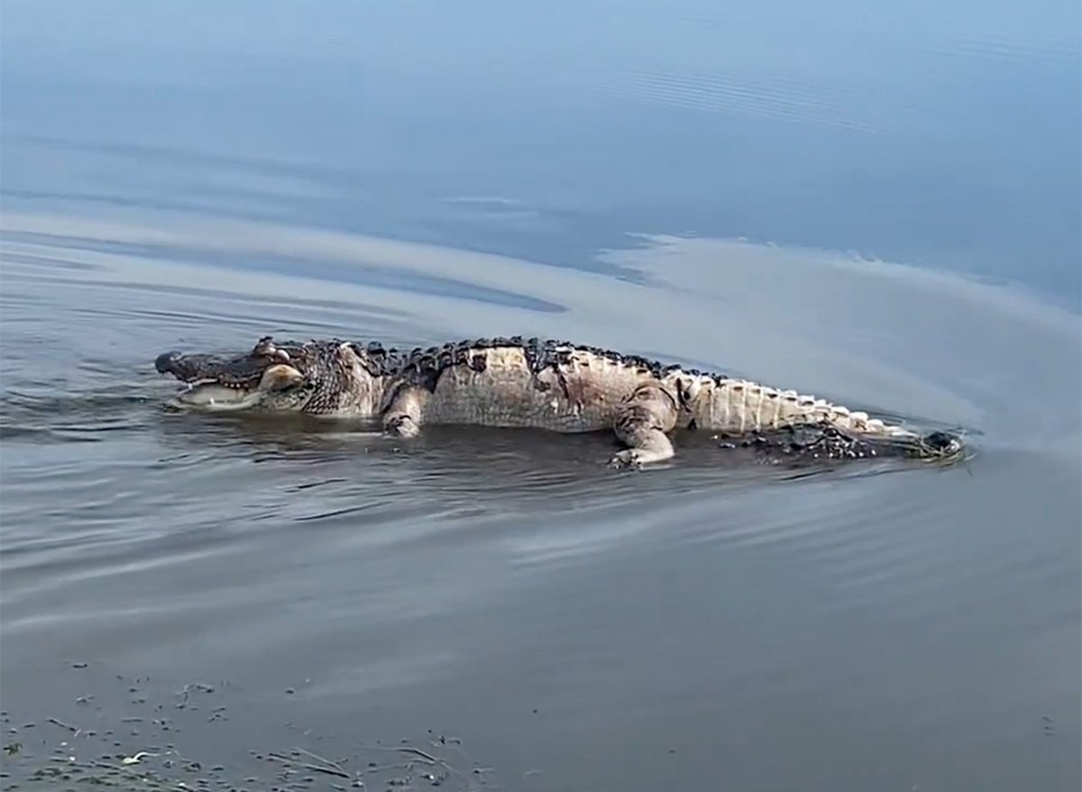 Birthday Trip Interrupted After Dead Alligator Starts Moving