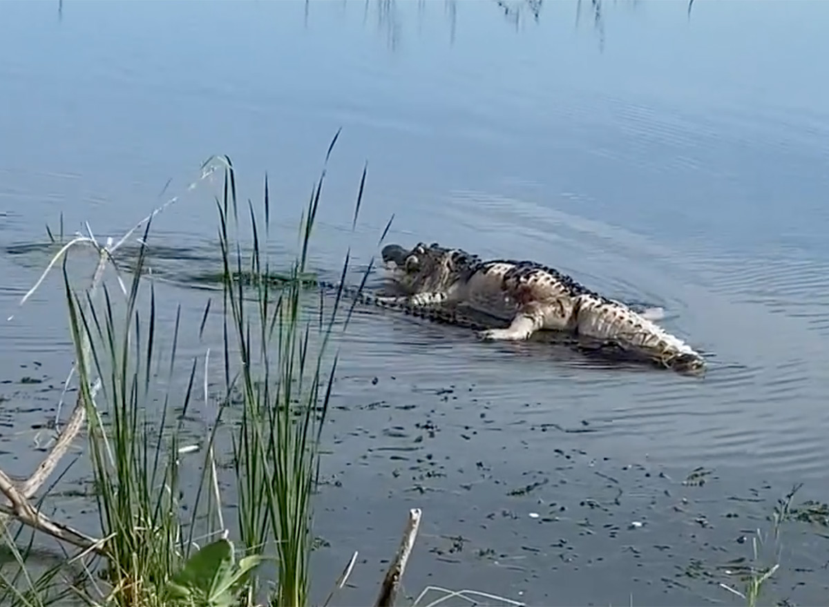 Birthday Trip Interrupted After Dead Alligator Starts Moving