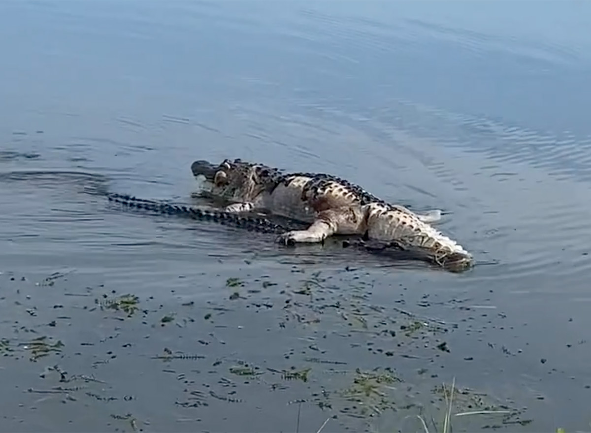 Birthday Trip Interrupted After Dead Alligator Starts Moving