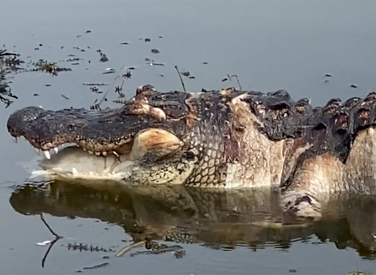 Birthday Trip Interrupted After Dead Alligator Starts Moving