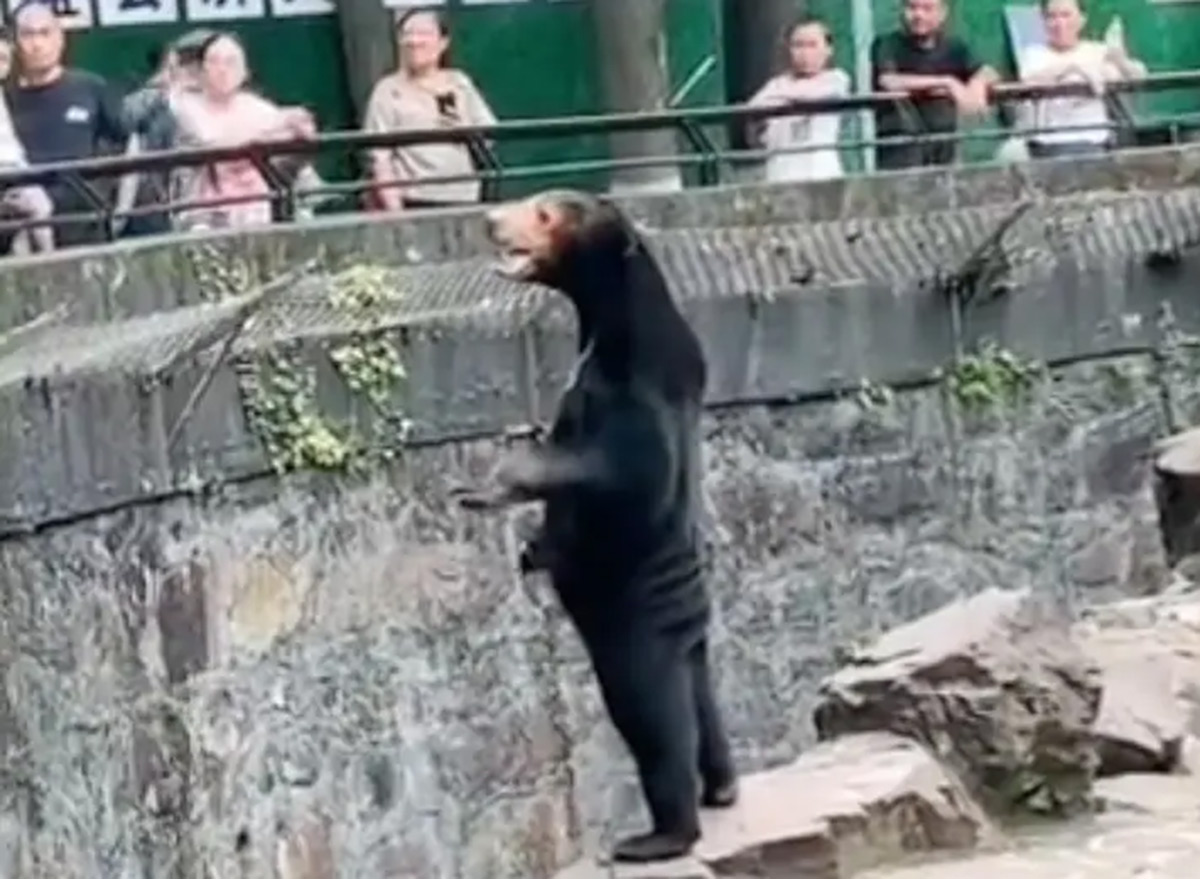 Is The Bear Real? Zoo Denies Claims It’s a Human in Costume