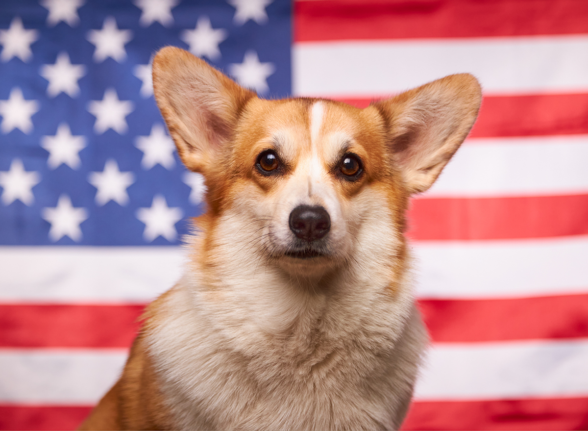 America’s Most Favorite Dog Breeds, State By State