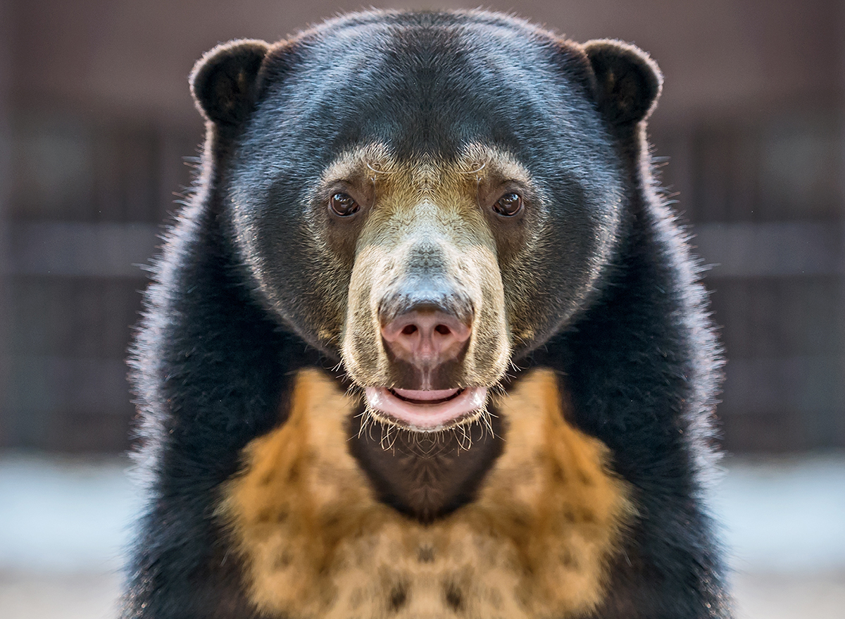 Is The Bear Real? Zoo Denies Claims It’s a Human in Costume