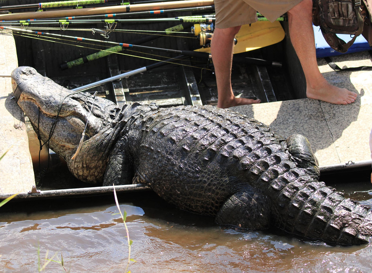 Hunters Fit 13-Foot Alligator in 15-Foot Boat: It Wasn’t Easy