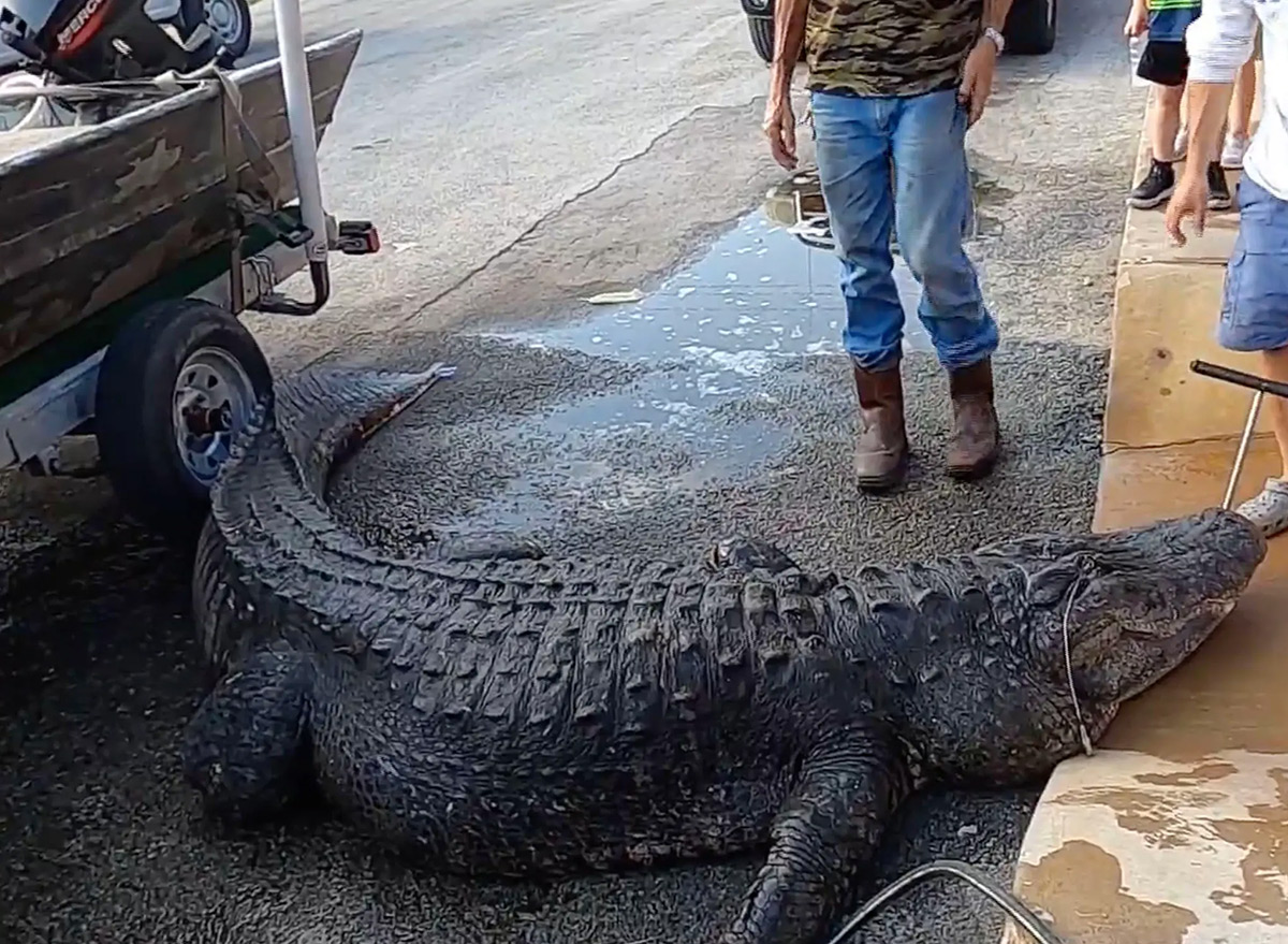 Hunters Fit 13-Foot Alligator in 15-Foot Boat: It Wasn’t Easy
