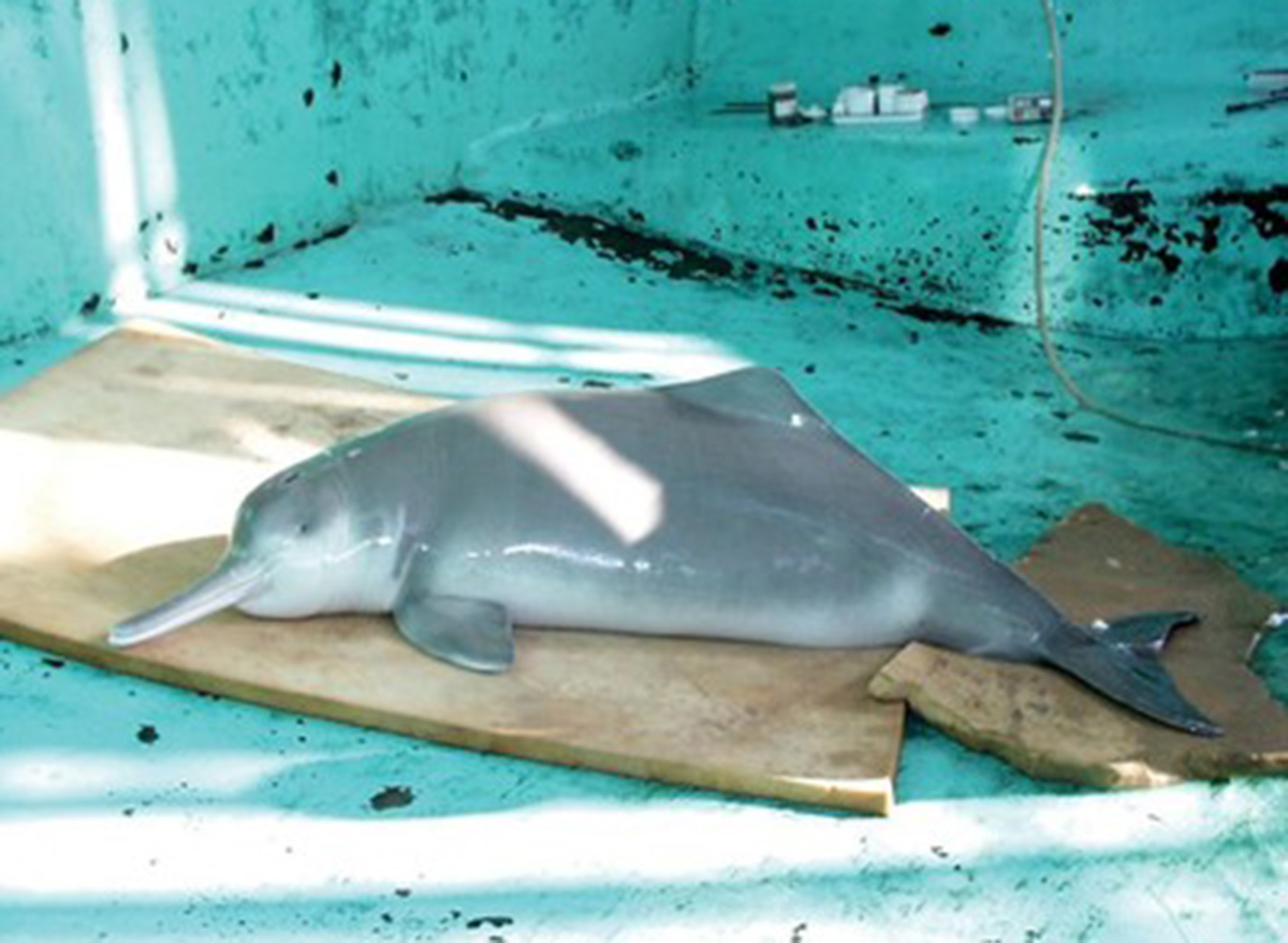 9 Extinct Animals That Will Blow Your Mind