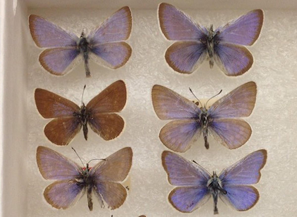 9 Extinct Animals That Will Blow Your Mind