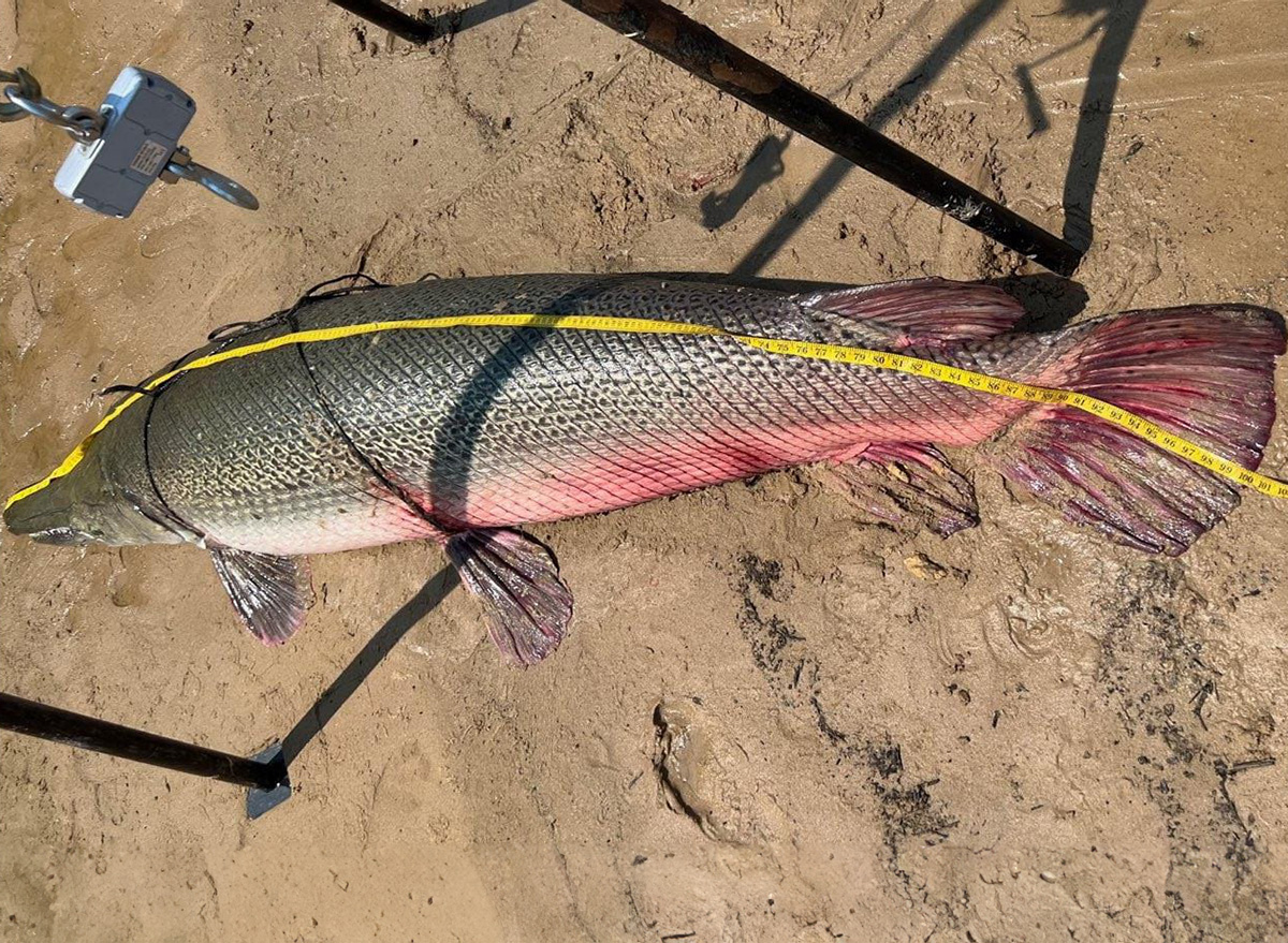 Prehistoric Monster Fish Caught by Fisherman, Could Be Largest