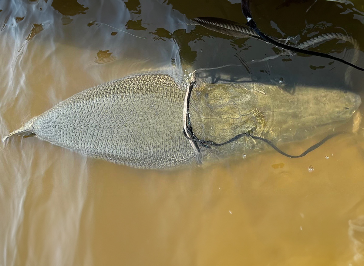 Prehistoric Monster Fish Caught by Fisherman, Could Be Largest