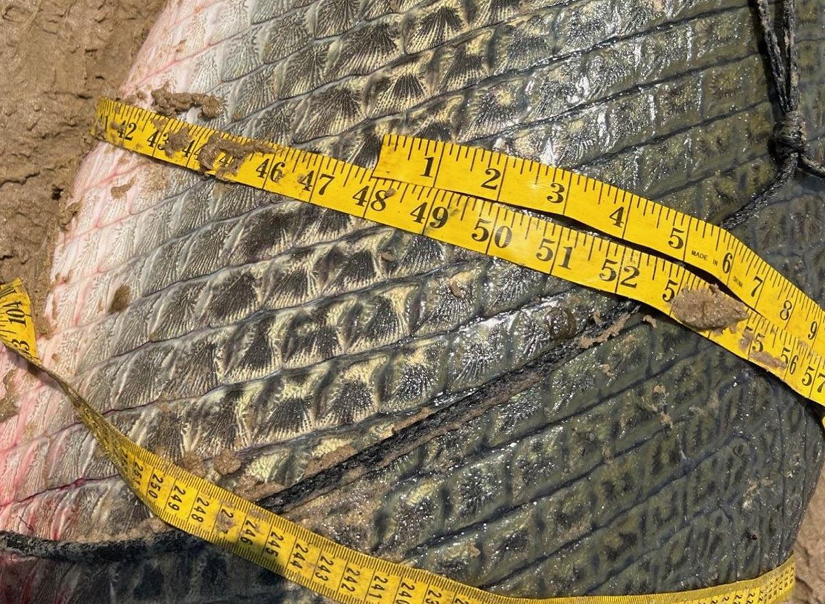 Prehistoric Monster Fish Caught by Fisherman, Could Be Largest