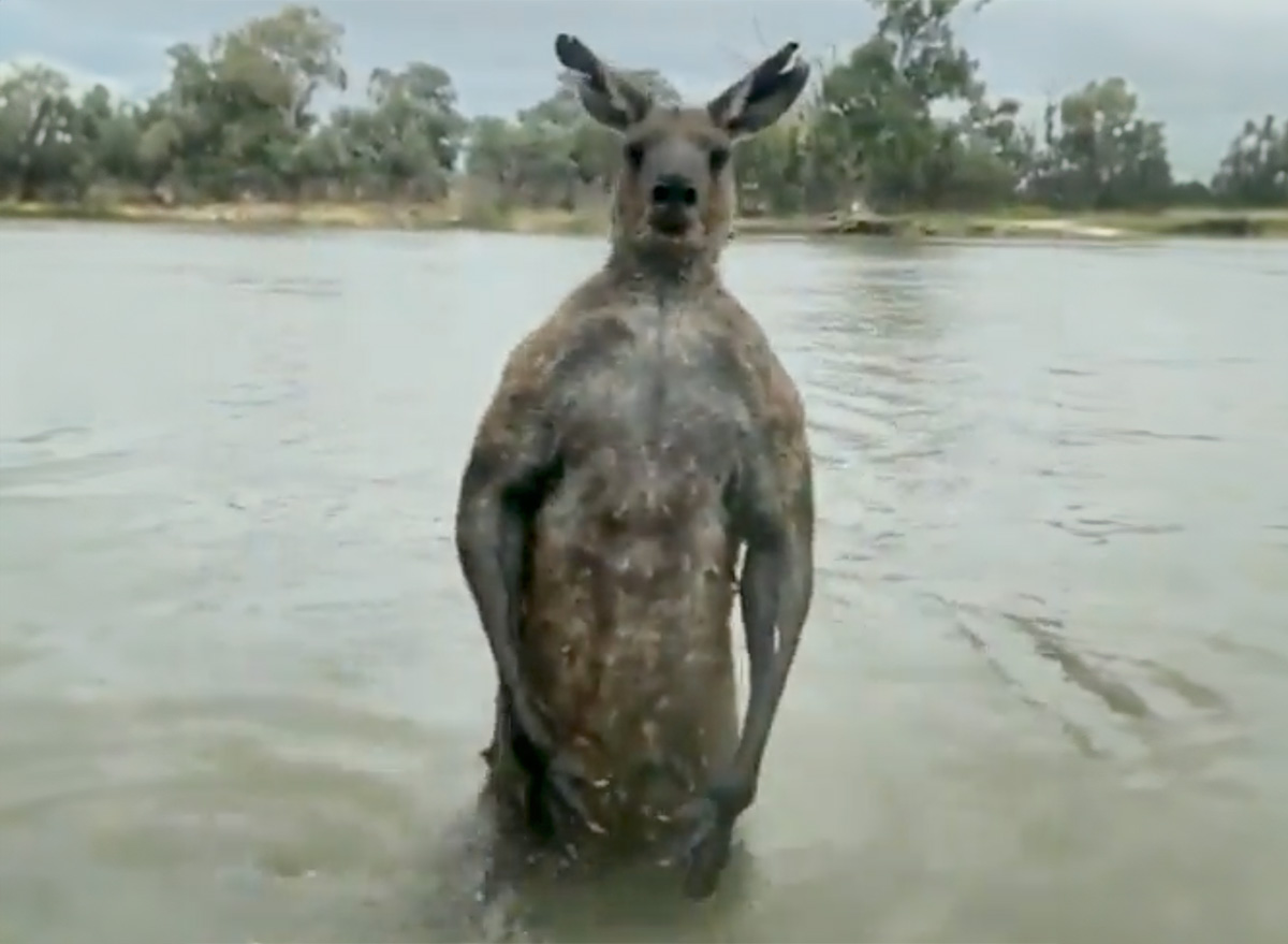 Man Wrestles Six-Foot Kangaroo to Rescue His Drowning Dog