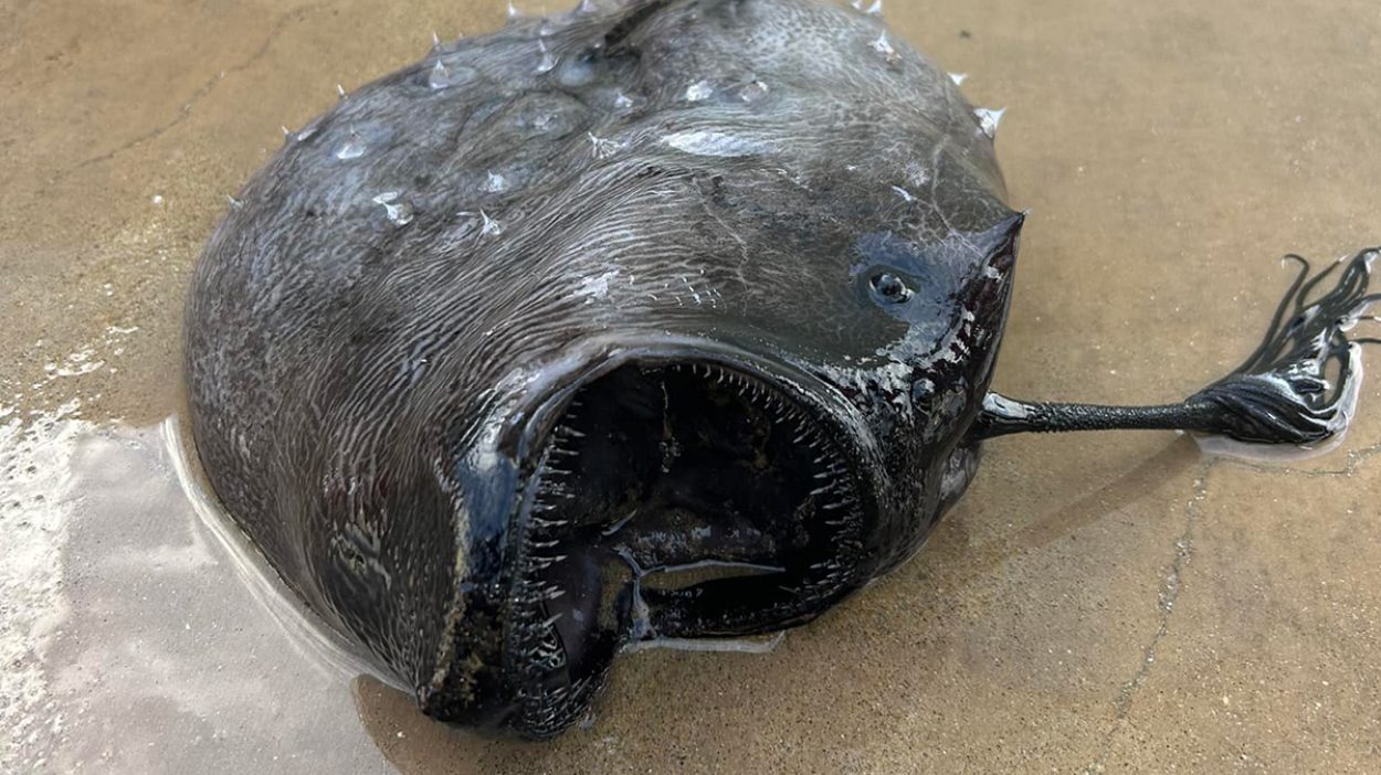 Terrifying Razor-Toothed Pacific Footballfish Washes Up on Beach