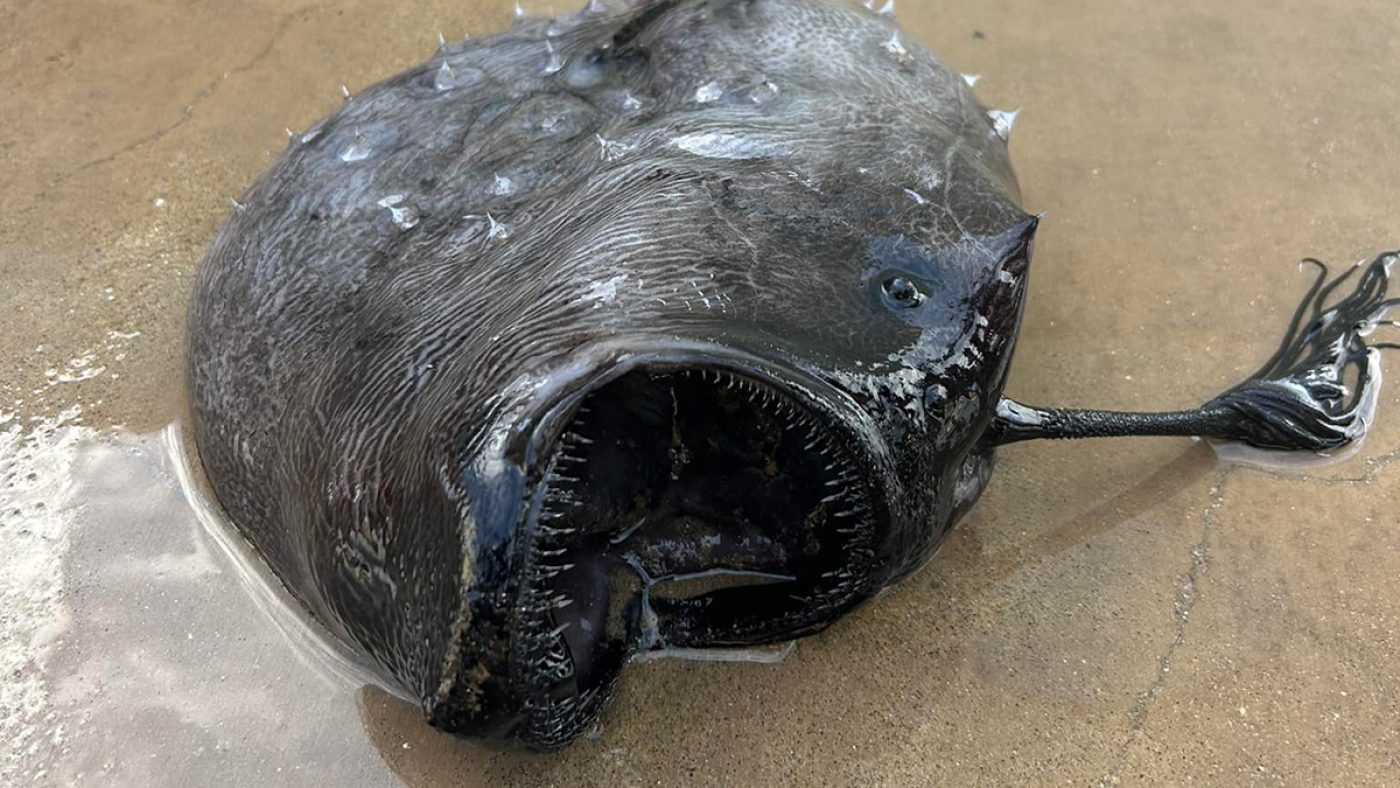 Terrifying Razor-Toothed Pacific Footballfish Washes Up on Beach