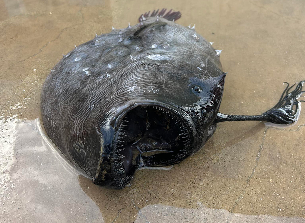 Terrifying Razor-Toothed Pacific Footballfish Washes Up on Beach