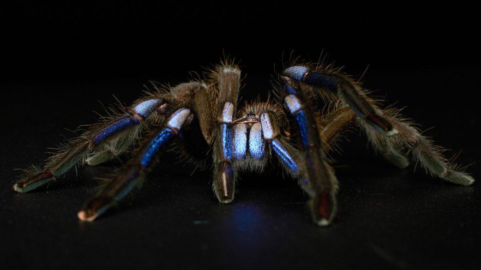 Electric Blue Tarantula First of Its Kind Discovered by Scientists
