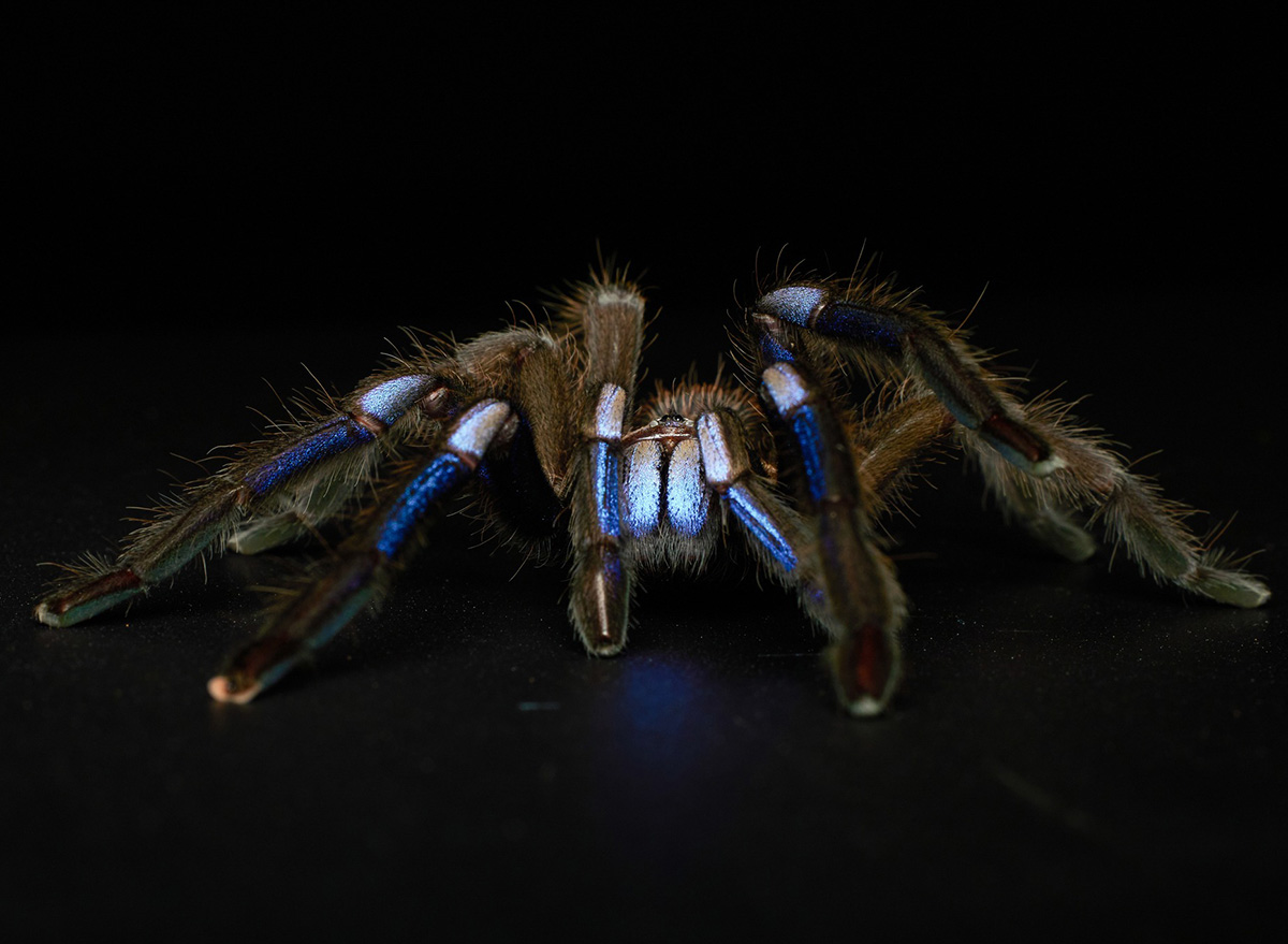 Electric Blue Tarantula First of Its Kind Discovered by Scientists