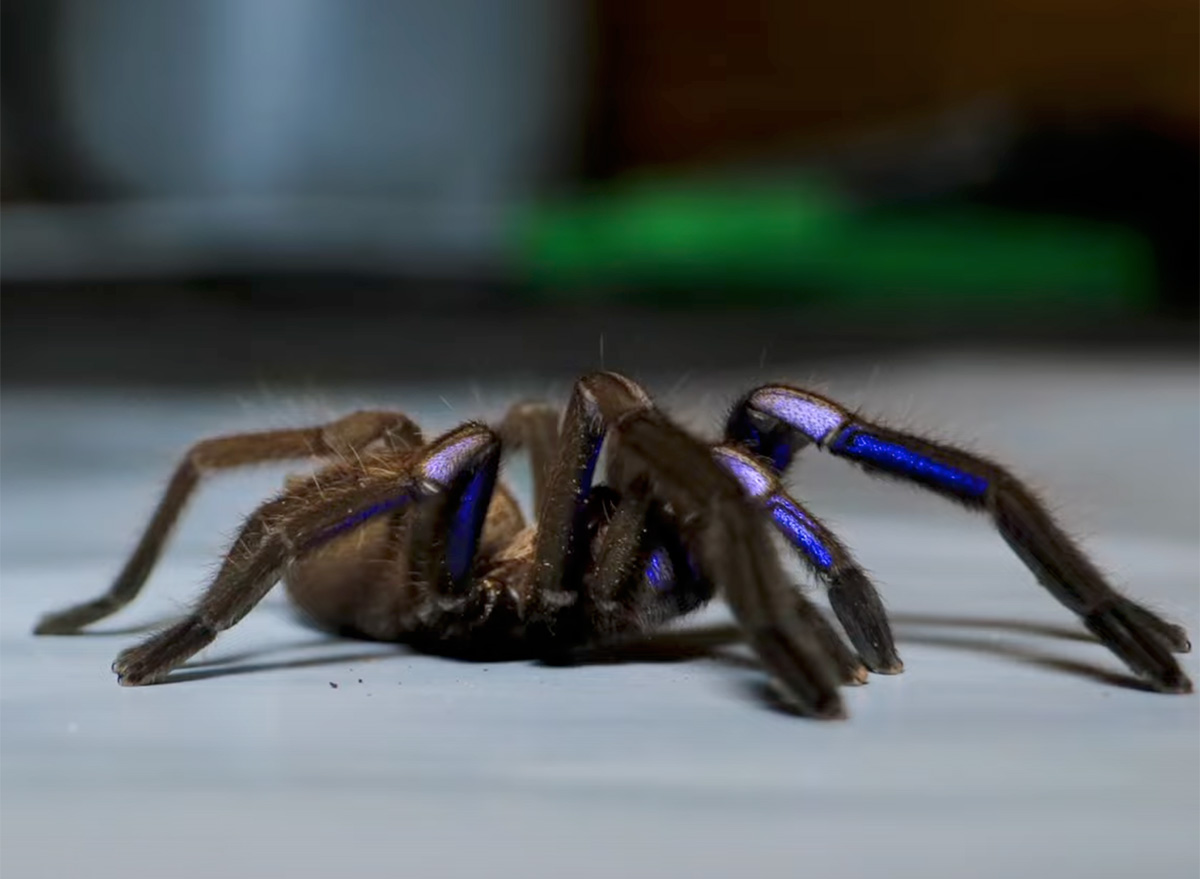 Electric Blue Tarantula First of Its Kind Discovered by Scientists